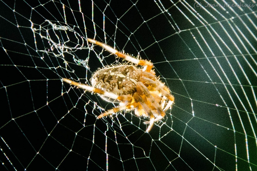 Pacific Northwest Photography: Spider