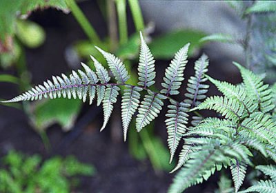 Ruby Jones: Athyrium How To Plant?