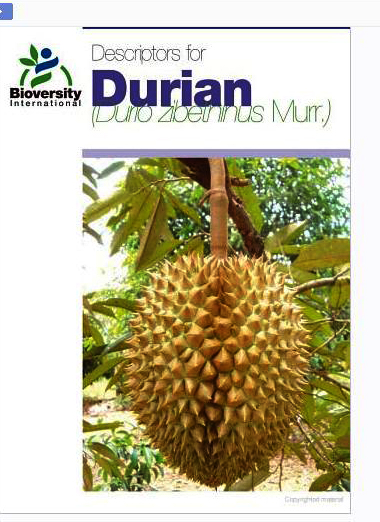 Durian Info: Pruning and Training The Durian