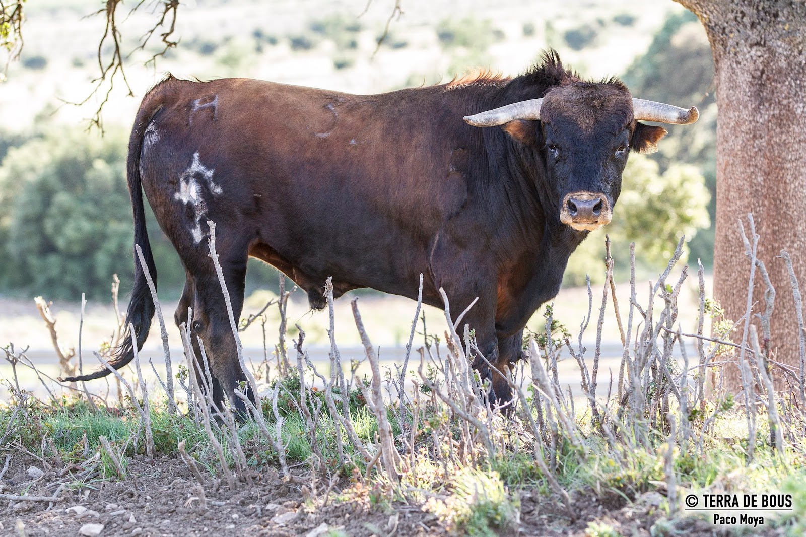 LA COMISIÓN DE FIESTAS DE VISTABELLA ADQUIERE TRES TOROS CERRILES DE ...