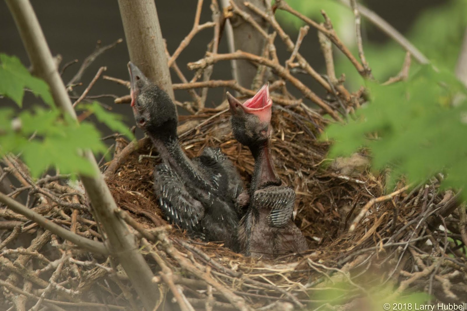 Union Bay Watch : Baby Crows