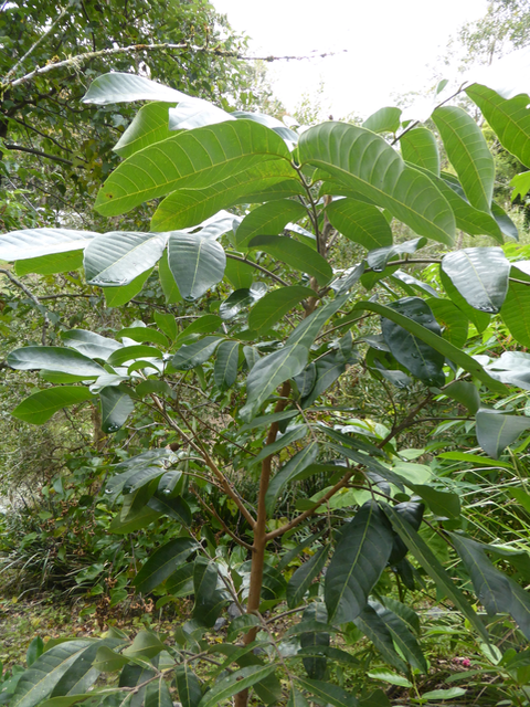 Fernmount Food Forest: Some of our food forest trees