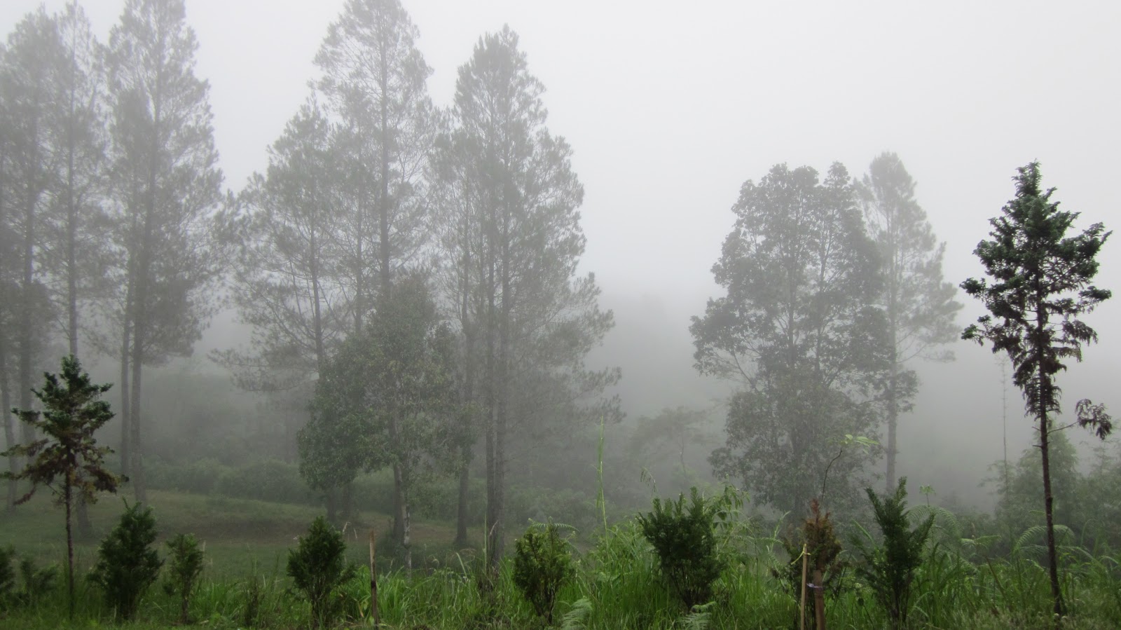 La Mia Giornata: Kawasan Embun Pagi yang Berkabut Putih di Kabupaten Agam