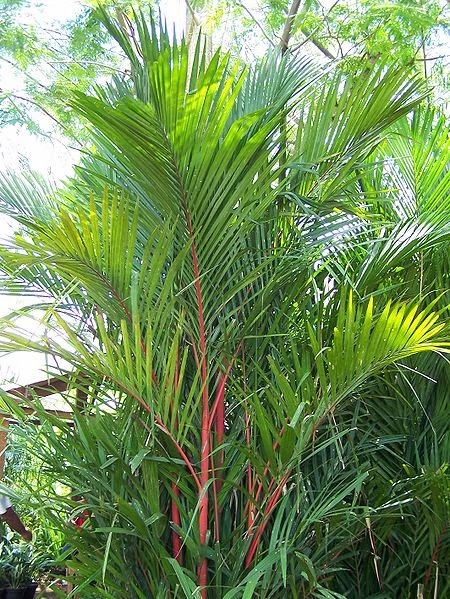 JUAL PALEM MERAH | PINANG MERAH MURAH ~ TUKANG TAMAN