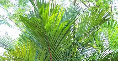 JUAL PALEM MERAH | PINANG MERAH MURAH ~ TUKANG TAMAN