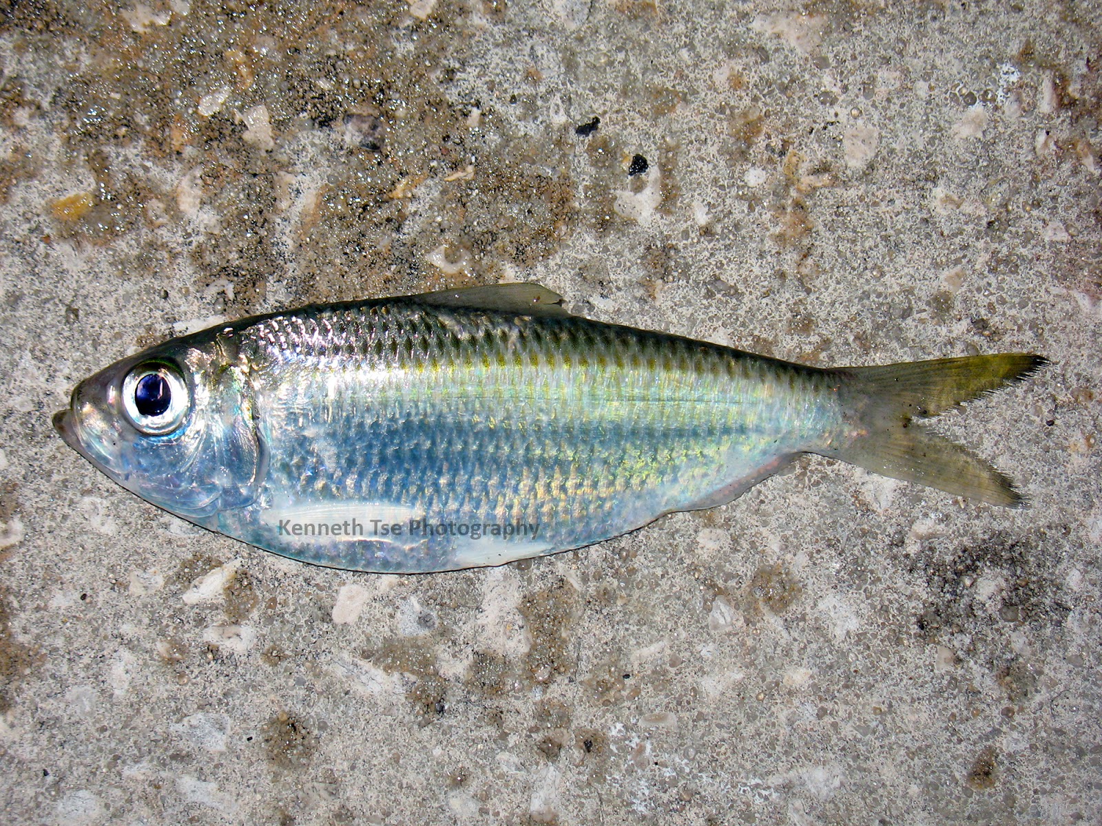 MuskieBait Adventures: Lifelist