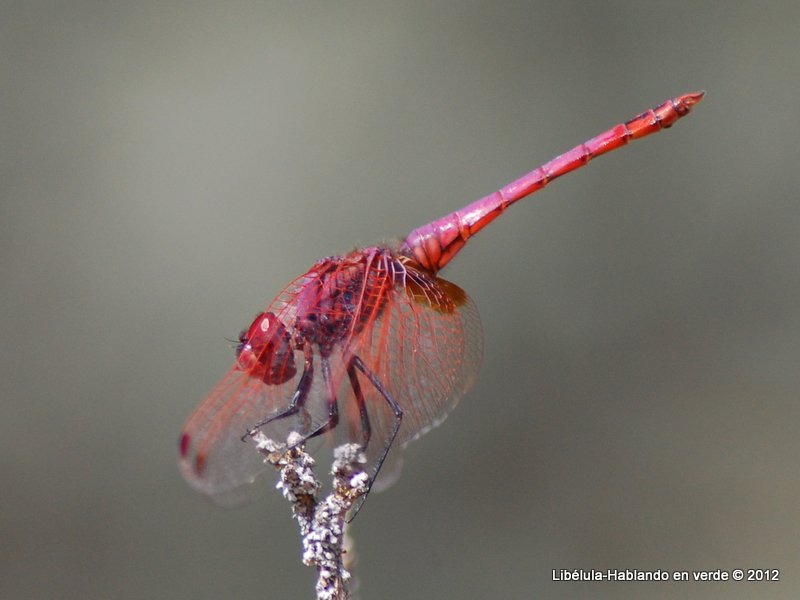 Hablando en verde: julio 2012