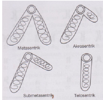 Syauqila Nur Aini. P: LEMBARAN TUGAS SISWA MATERI GENETIK
