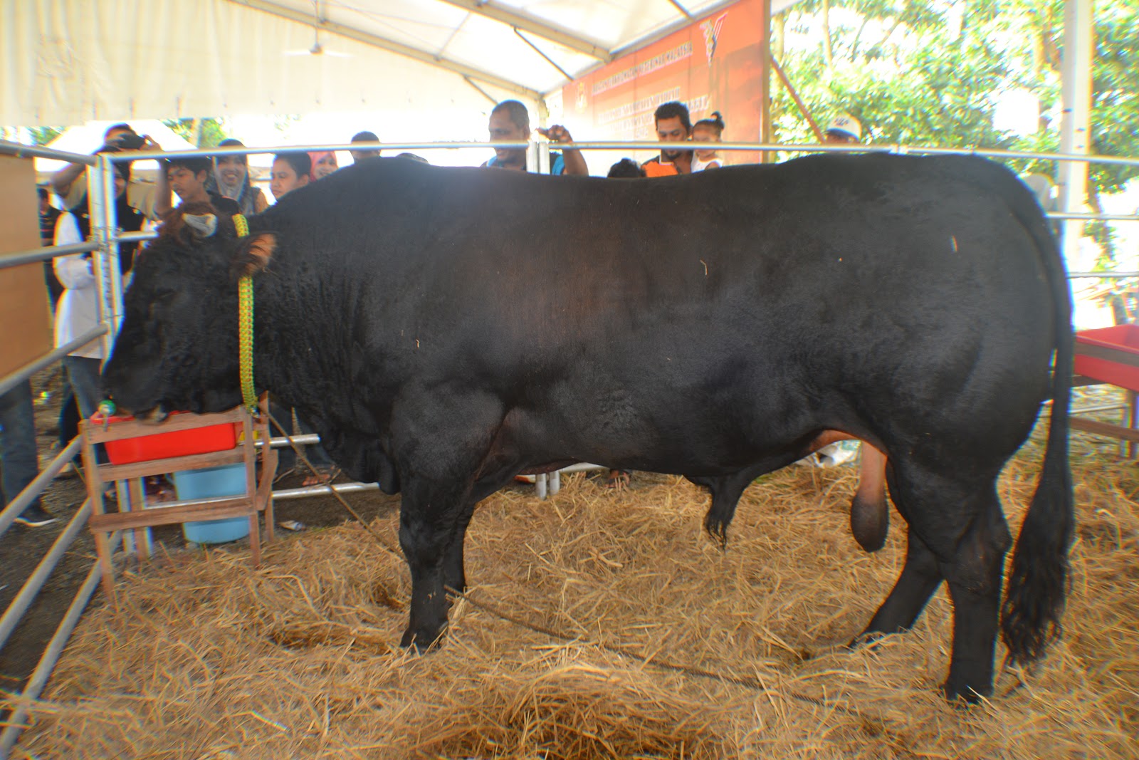 Aku Seorang Pengembara: Lembu Limousin dan Kambing Hitam Berkepak