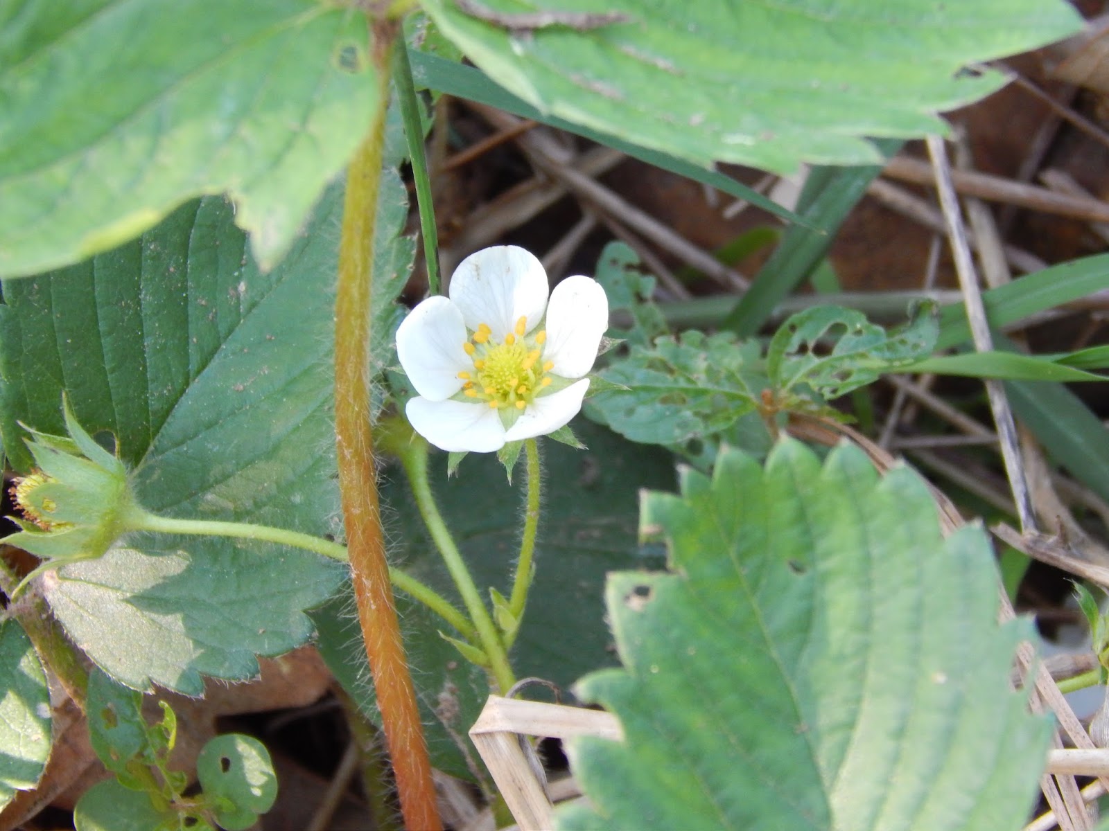 Thoughts from Frank and Fern: Blooms Abound