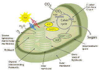 World rices: C4 Rice: The rice of future