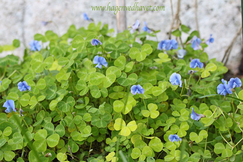 Hagen ved havet: "Blå kløver" (Parochetus communis)