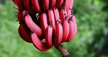 Red Bananas Tree