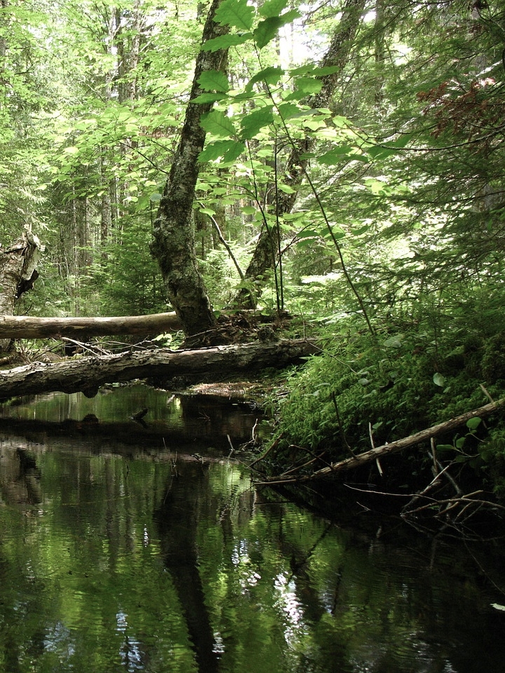 Endangered New Jersey: Rivers, Streams, Watersheds and Urban Oases