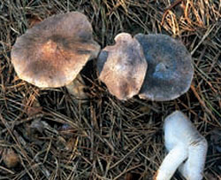 ElBlogDelLamas: Las Setas