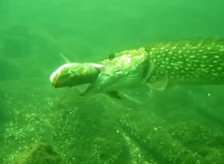 International Fishing News: VIDEO: pike eats pike in this underwater ...
