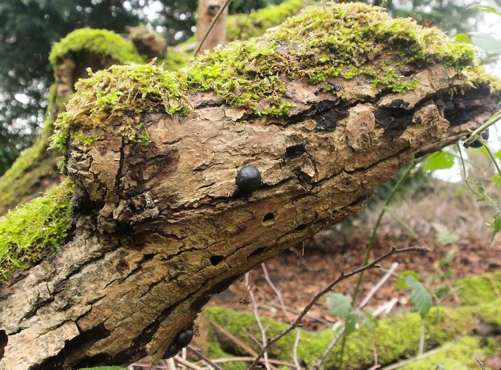 Calderdale Fungi - Halifax Scientific Society - Mycology Section: Crow ...