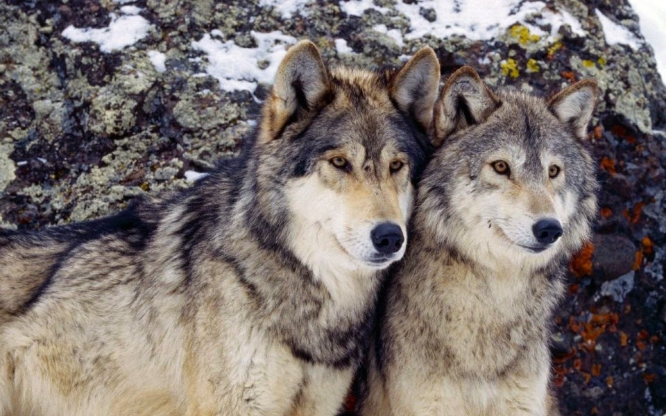 Canis Lupus Baileyi: 2015