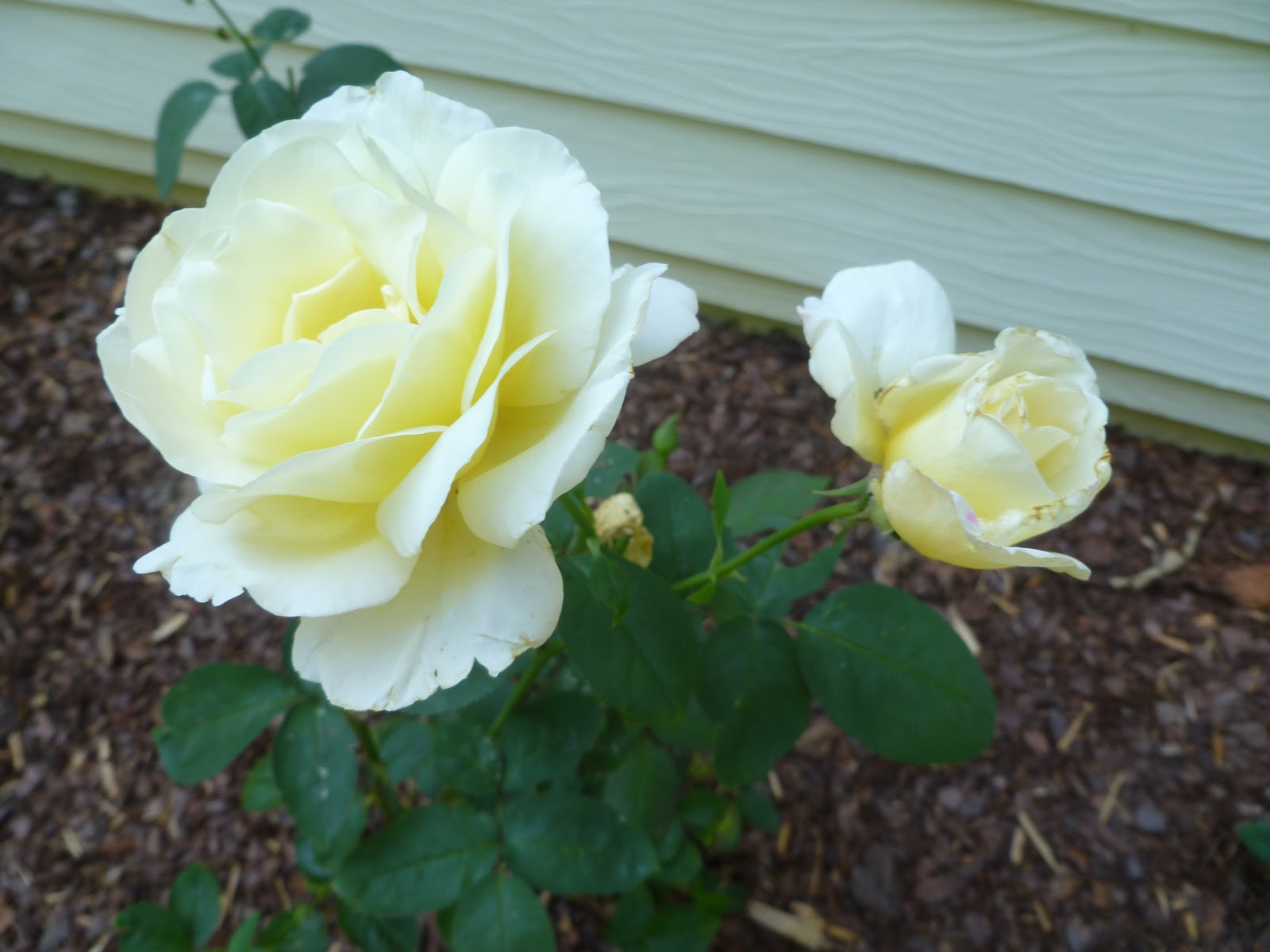 Lindaraxa: Lindaraxa's Garden In May