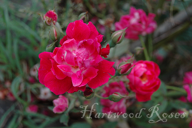 Hartwood Roses: Flowers on Friday ... Hollywood Cemetery This Week