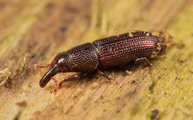 Reviving the Old Rectory: The Lesser of Two Weevils