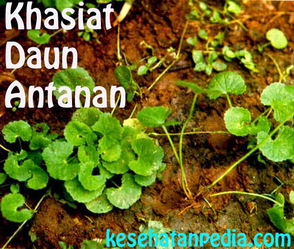 Khasiat Daun Antanan bagi Kesehatan - kesehatanpedia