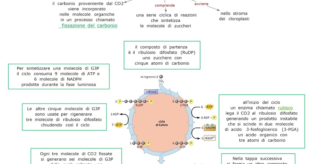 Paradiso delle mappe: Ciclo Calvin