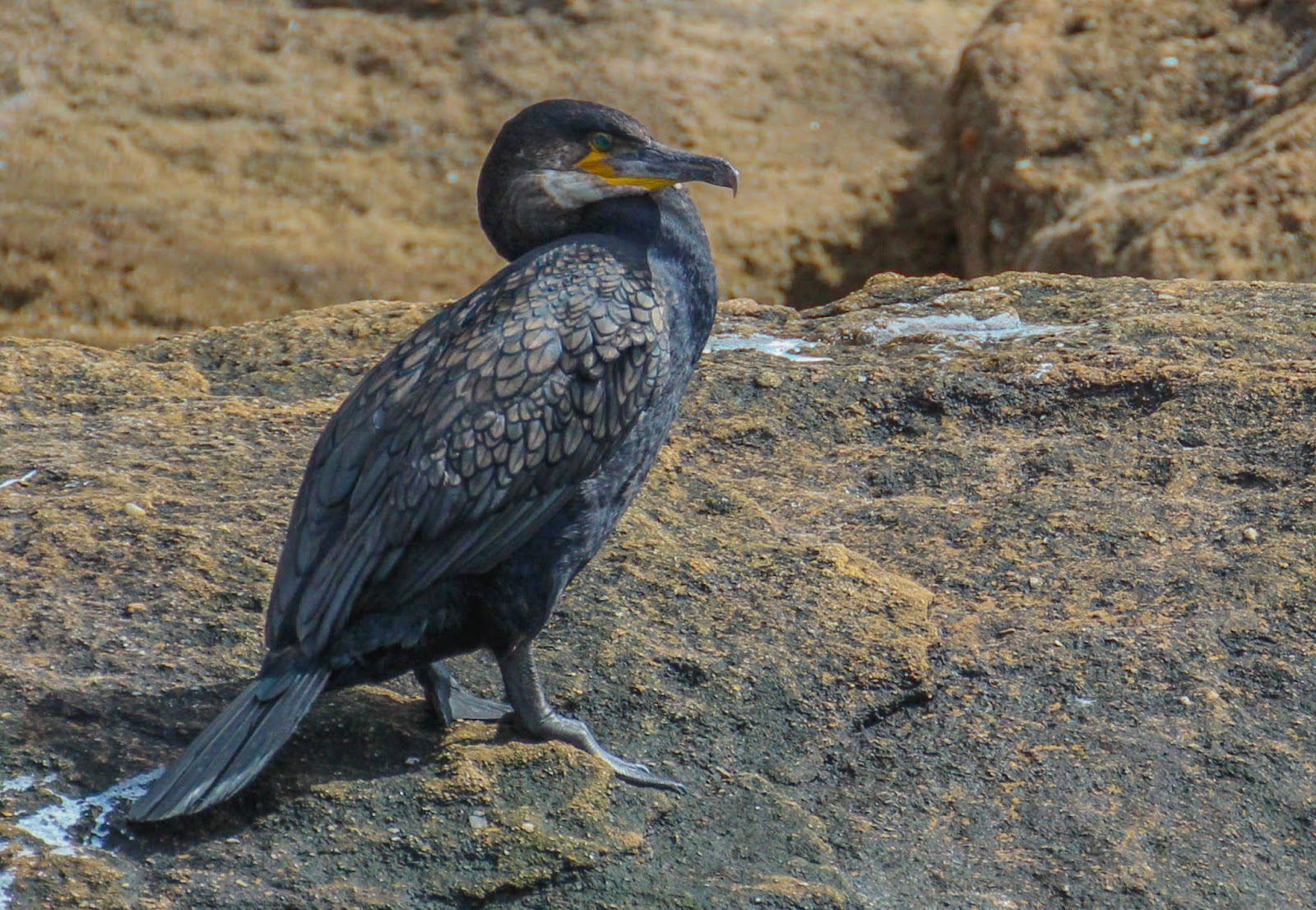 Cannundrums: Great Cormorant