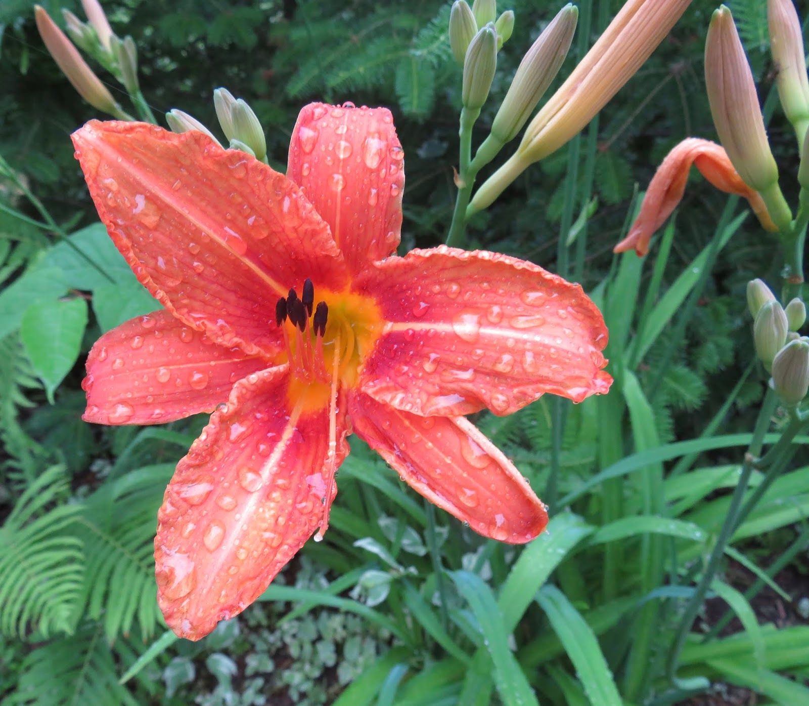 Thelma's Days: After The Rain