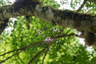 Dendrobium falconeri care and culture | Travaldo's blog