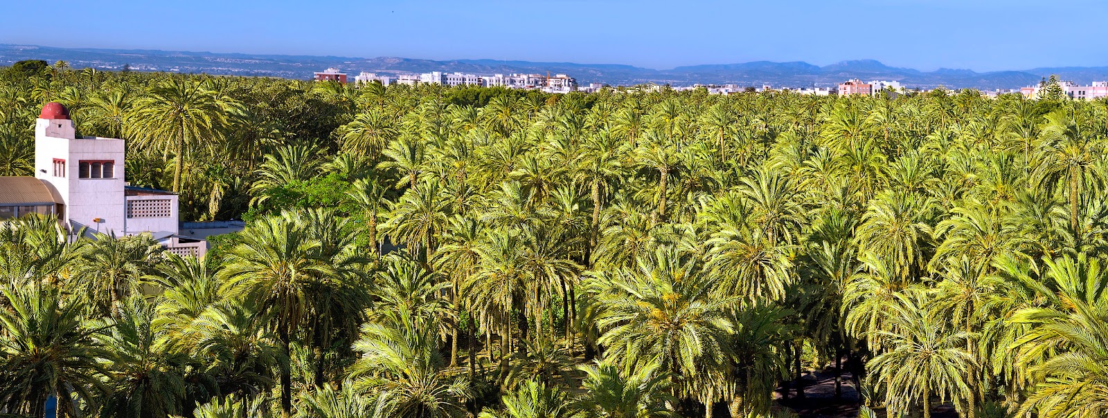 HOLIDAYS AROUND ALICANTE AND ELCHE BLOG: THE “PALMERAL” OF ELCHE ...