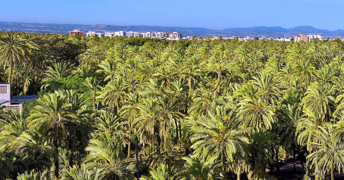 HOLIDAYS AROUND ALICANTE AND ELCHE BLOG: THE “PALMERAL” OF ELCHE ...