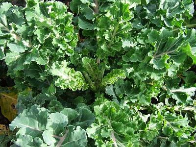 Wonderful Wild Sea Cabbage - The Backyard Larder