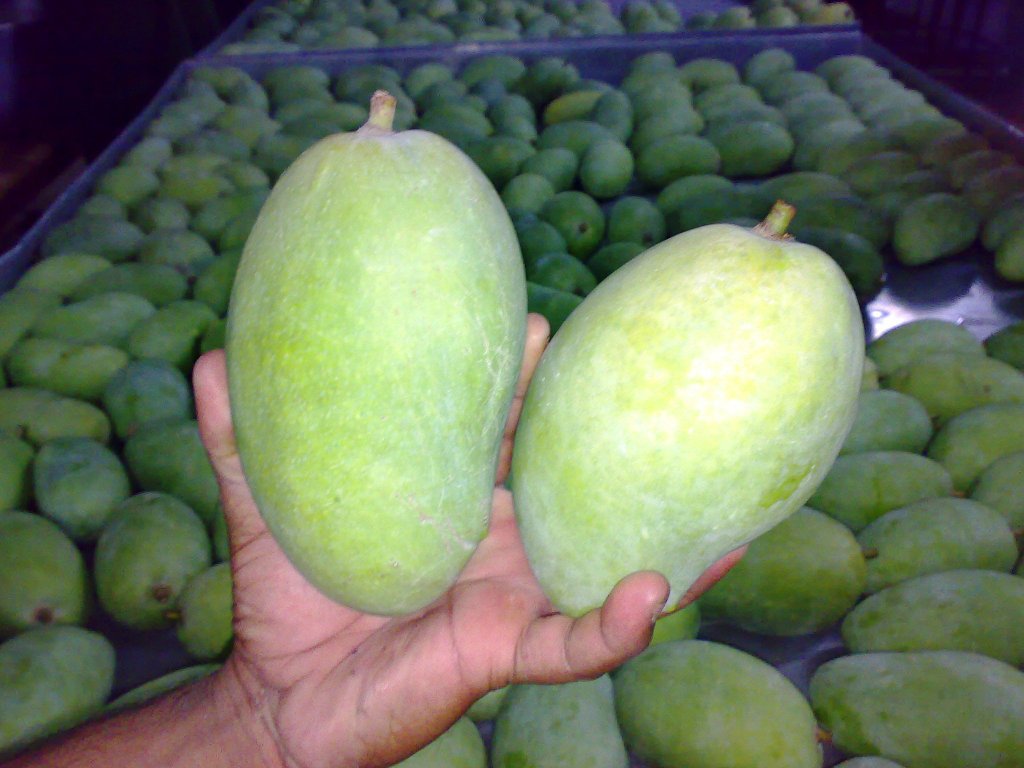 S B CHAUNSA MANGO HARVEST AT ASSIM AGRICULTURAL FARM PAKISTAN