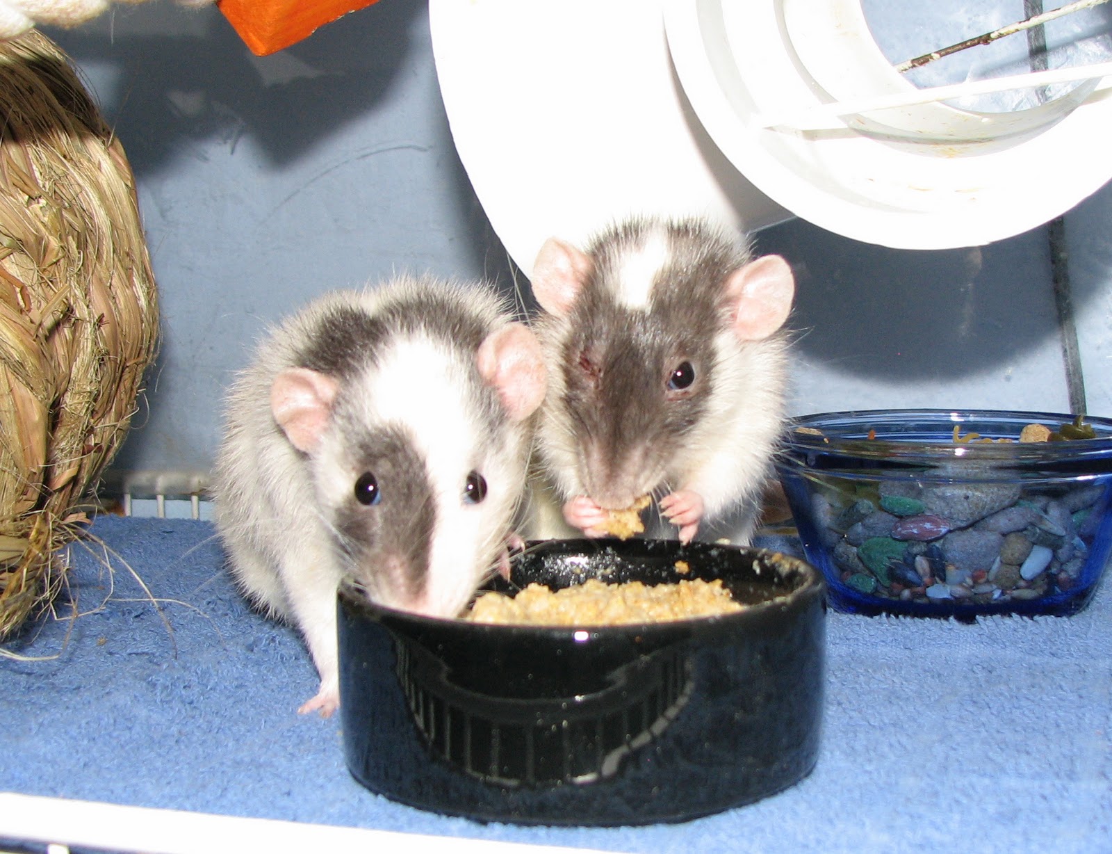 Bento Rats: It's Okay to Use Your Hands When You Eat