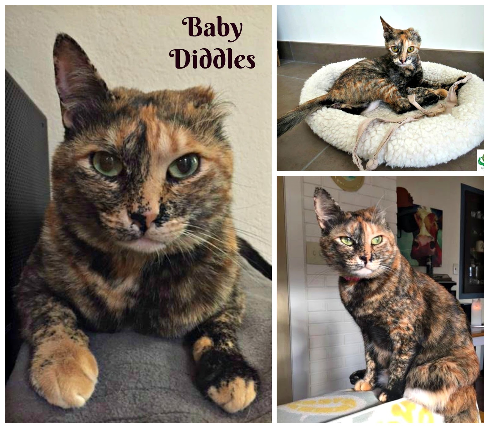 Melissa's Mochas, Mysteries and Meows: Baby Diddles Finds Her Place in ...