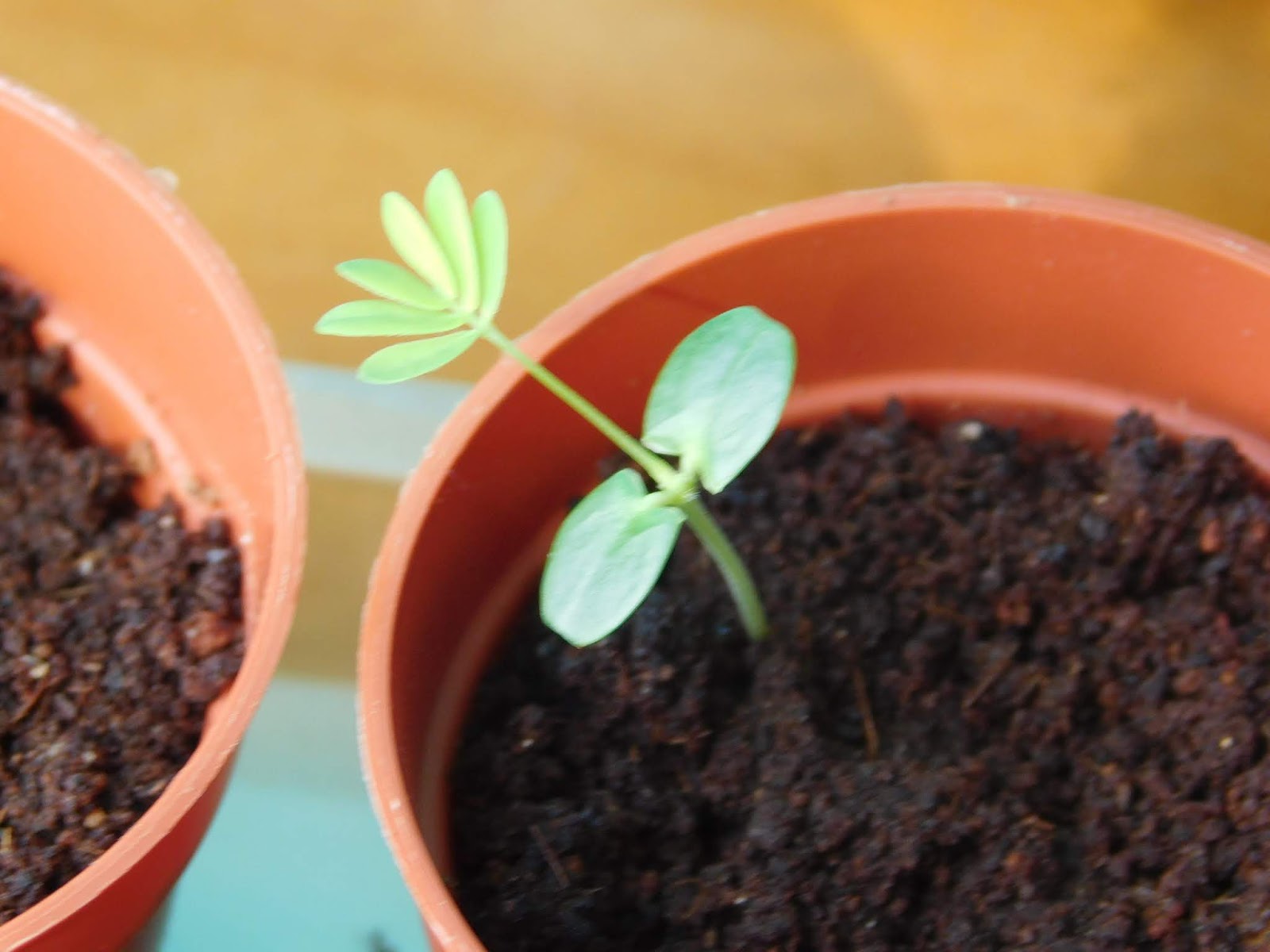100 Days of Science #26-- Growing our own Tickle Plants