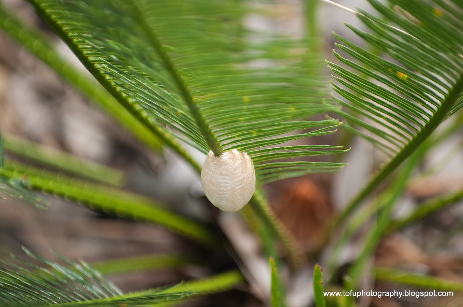 Tofu Photography: Cocoon
