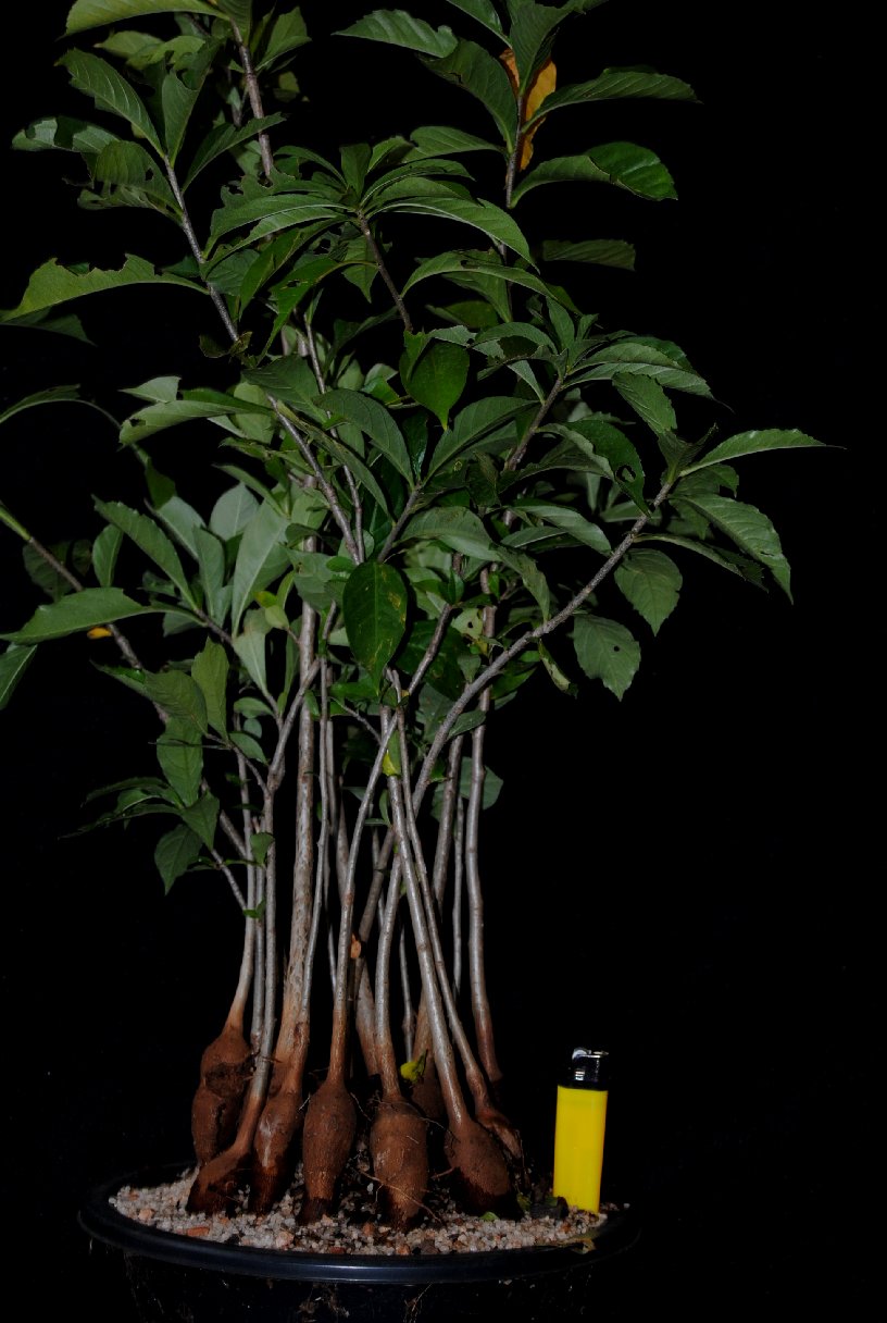 LENNARD'S BONSAI BEGINNINGS.: Adansonia digitata (Baobab)- African ...