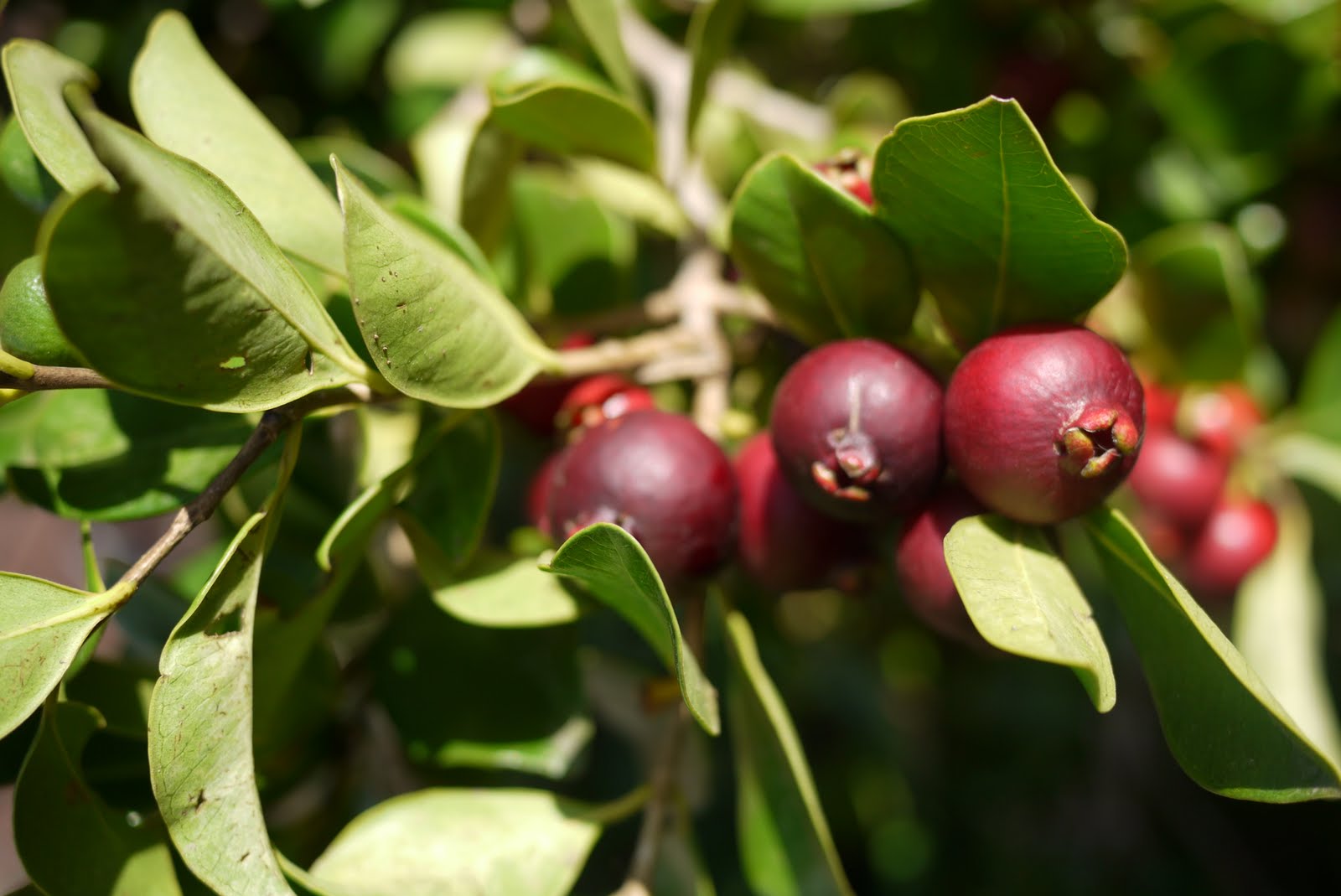 Mrs aDDamo: Mini Guava 蕃石榴
