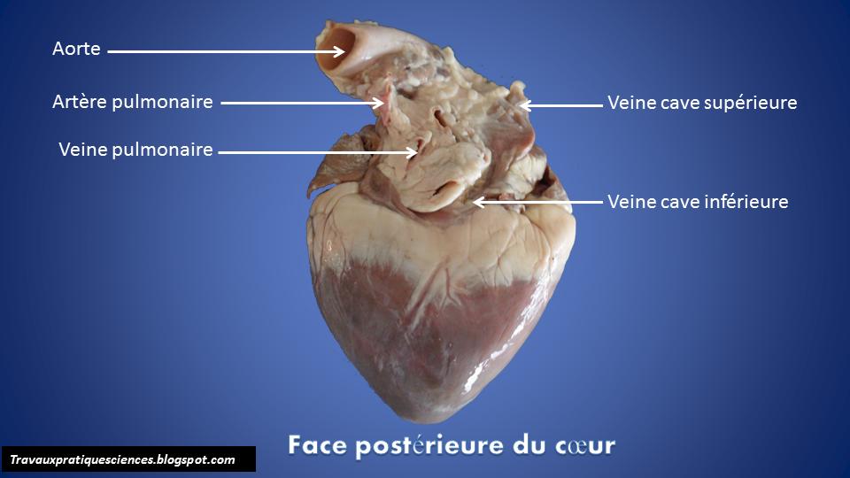 DISSECTION ET ANATOMIE D'UN CŒUR DE MAMMIFÈRE