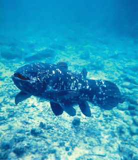 El mundo...es una maravilla.: Pez celacanto o Coelacanthimorpha