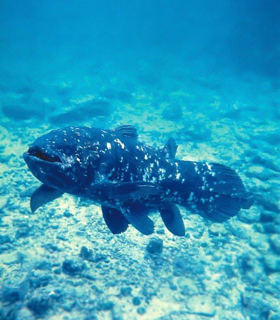 El mundo...es una maravilla.: Pez celacanto o Coelacanthimorpha
