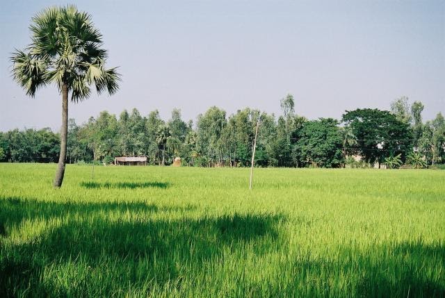 We love Our Bangladesh: Asian Palmyra Palm/Asian Palm Fruit (Tal/Taal ...