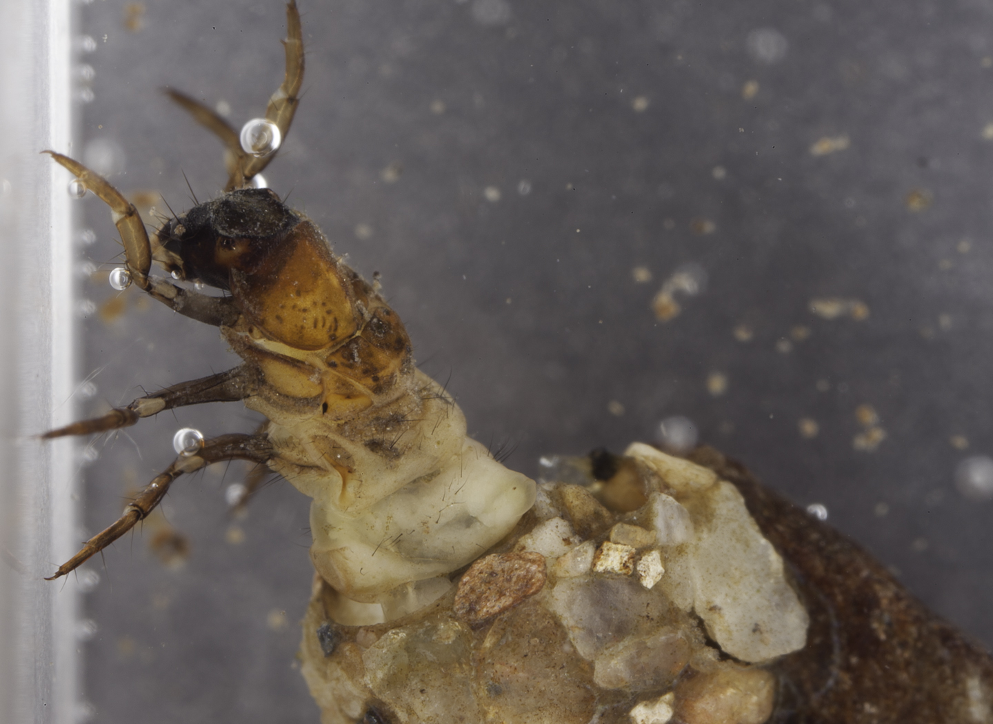 Aquatic Insects of Central Virginia: Another new caddisfly family ...