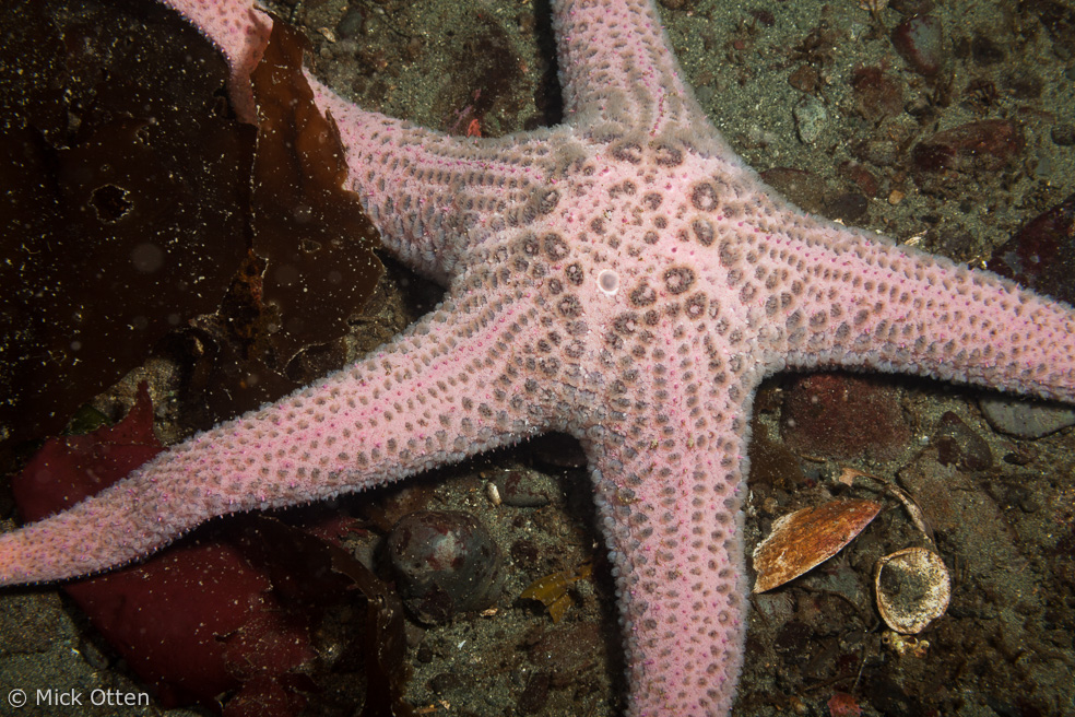 Mick's marine biology: Sea stars of Vancouver Island - part 3
