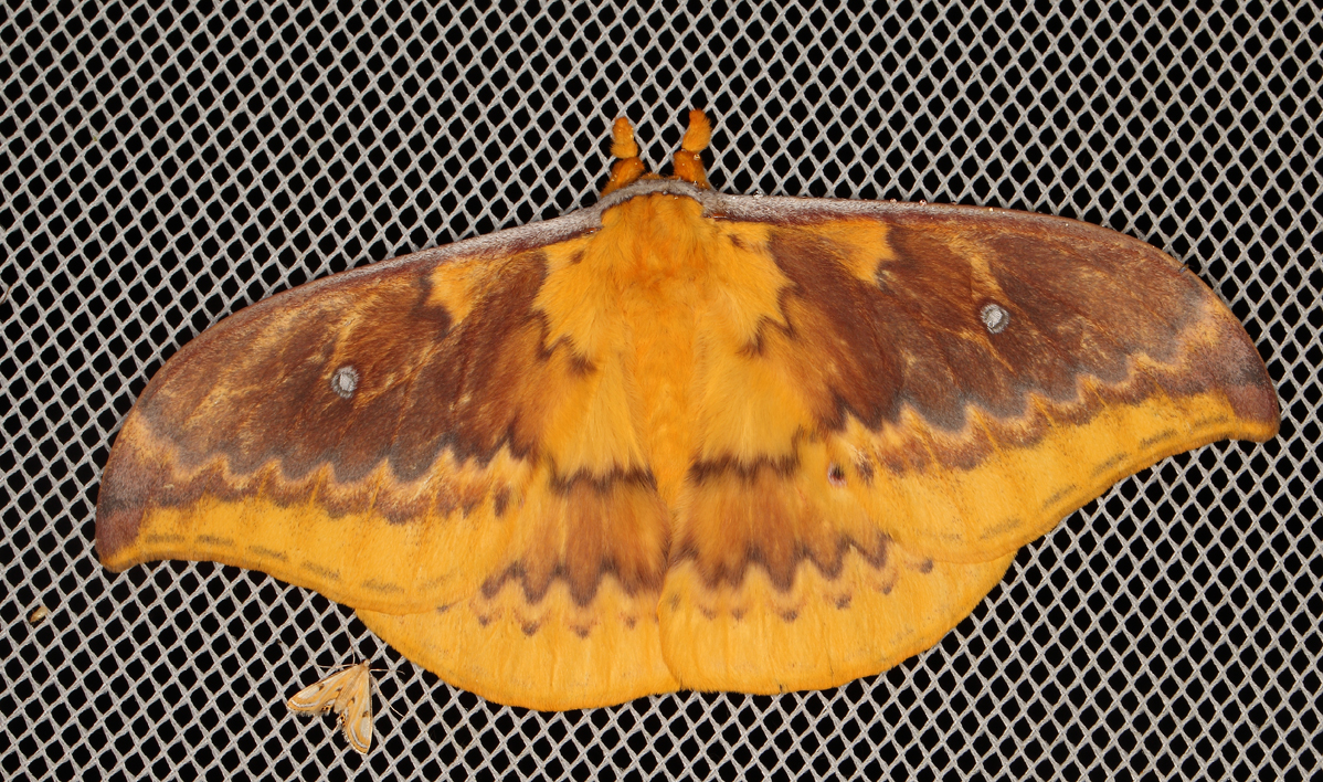 BunyipCo: National Moth Week