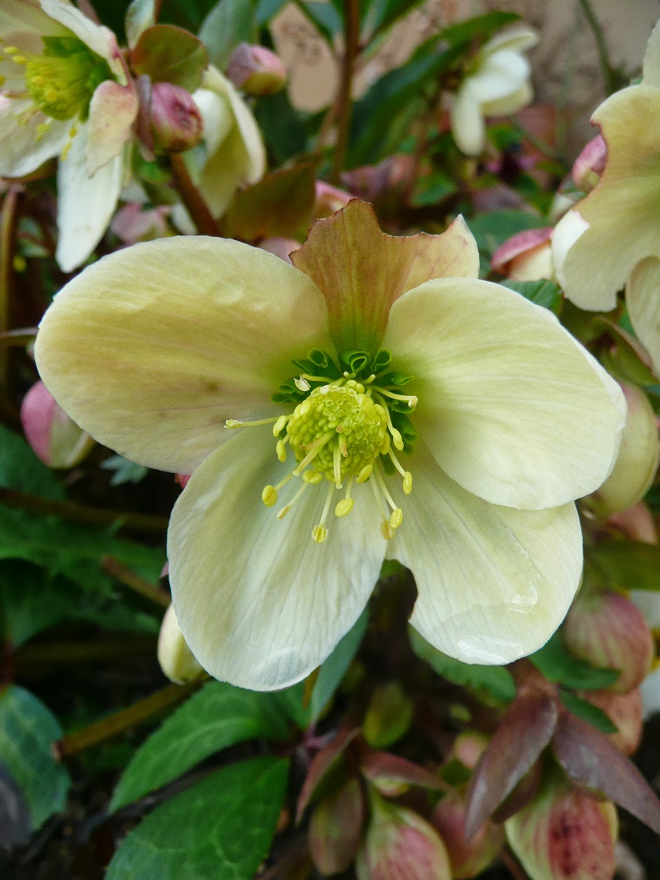 Notre jardin secret.: Air de printemps