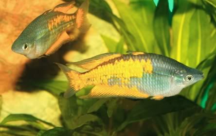 Parkinson's Rainbowfish ( Melanotaenia parkinsoni ) | Malioboro