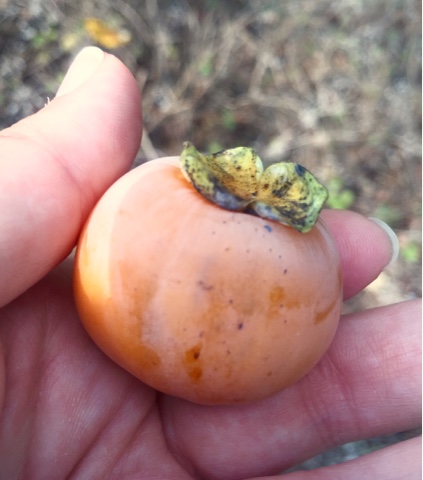 The Foraged Foodie: Foraging: identifying and sustainably harvesting ...